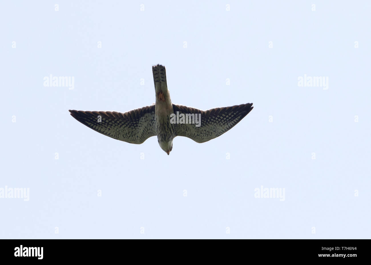 Long distance migration hi-res stock photography and images - Alamy