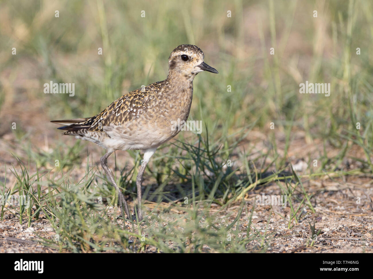 Pacific Golden Plover (Pluvialis fulva) wintering on Hawaii islands in ...