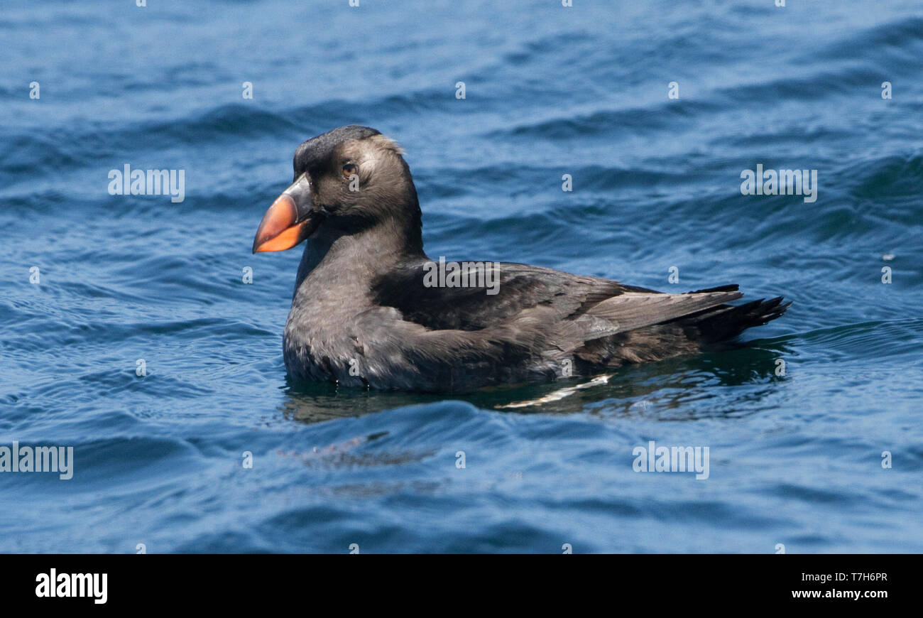 Immature Tufted Puffin (Fratercula cirrhata) swimming in the pacific ...