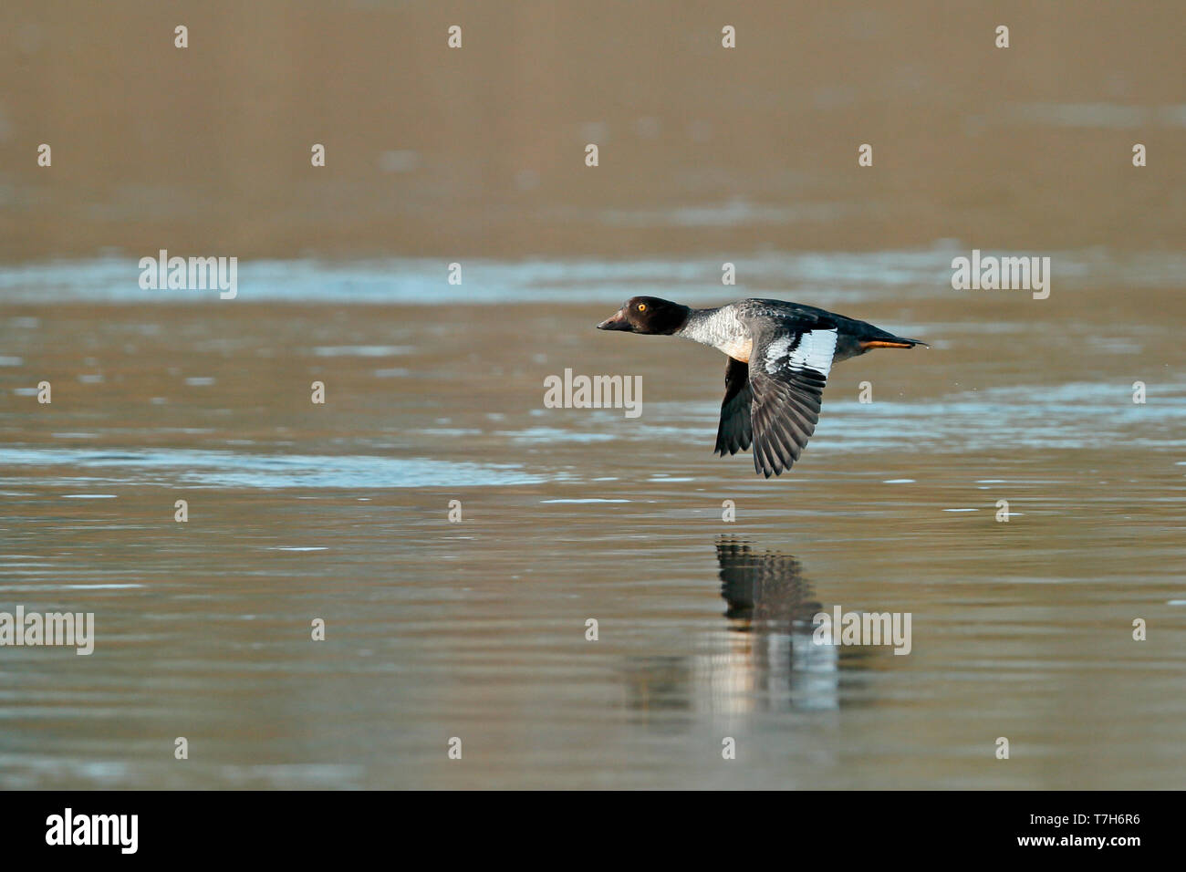 Common Goldeneye (Bucephala clangula) in flight over a Dutch lake ...