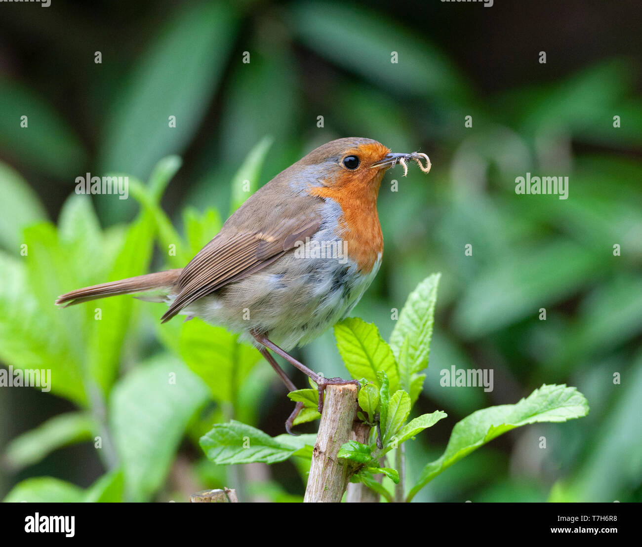 Erithacus rubecula melophilus hi-res stock photography and images - Alamy