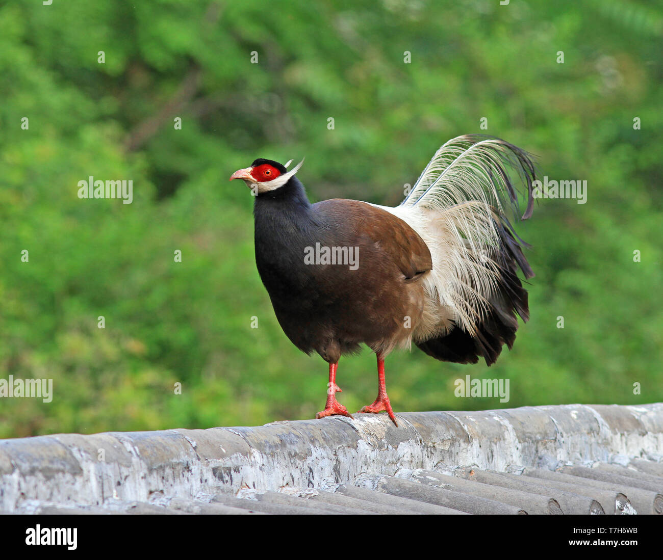 Male Brown eared pheasant (Crossoptilon mantchuricum Stock Photo - Alamy