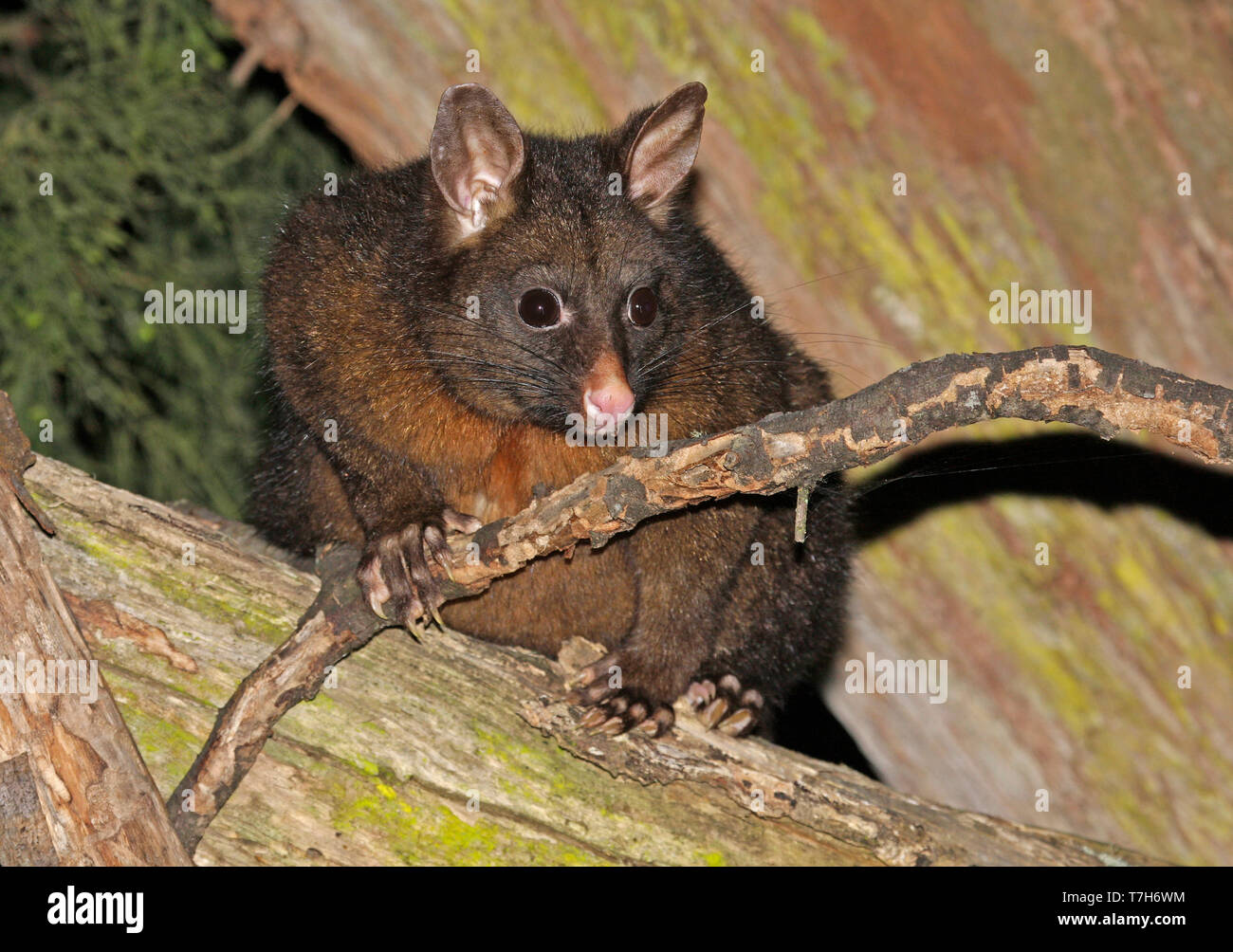 Brush tail possum Stock Photo - Alamy