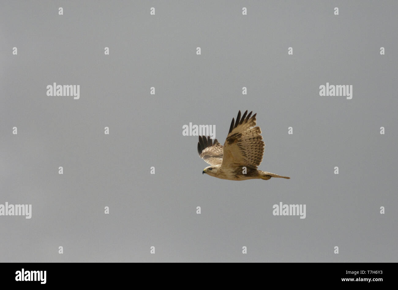 Immature Long-legged Buzzard (Buteo rufinus) in flight. Oman Stock ...