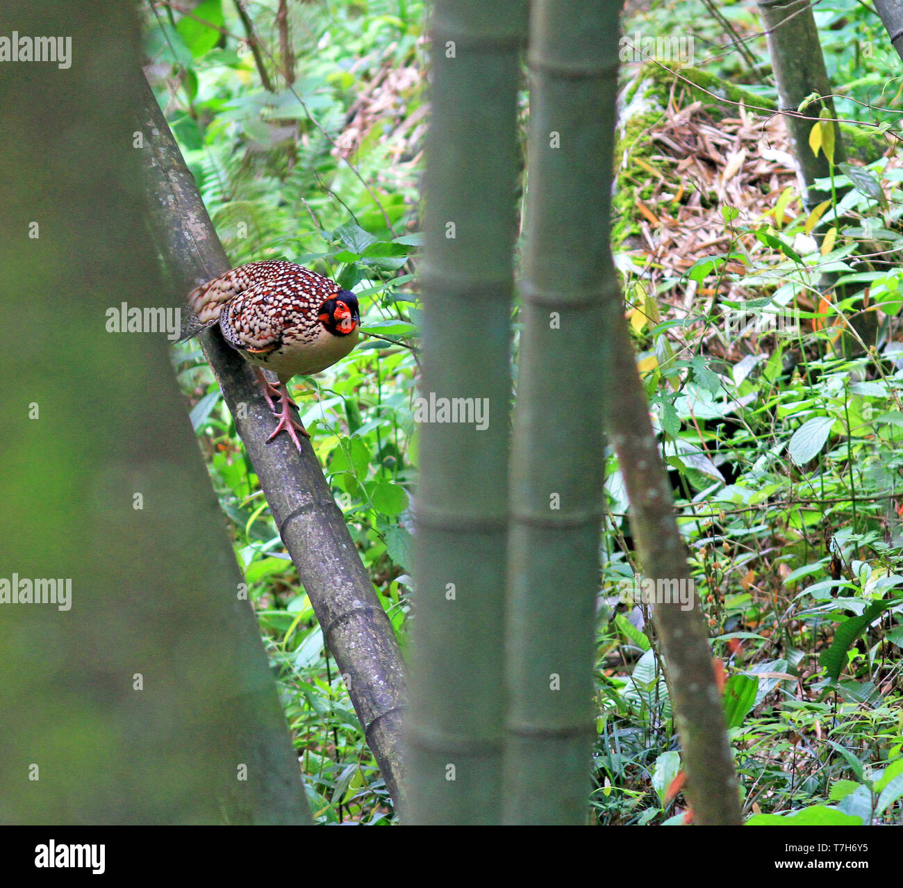 Cabot's Tragopan (Tragopan caboti Stock Photo - Alamy