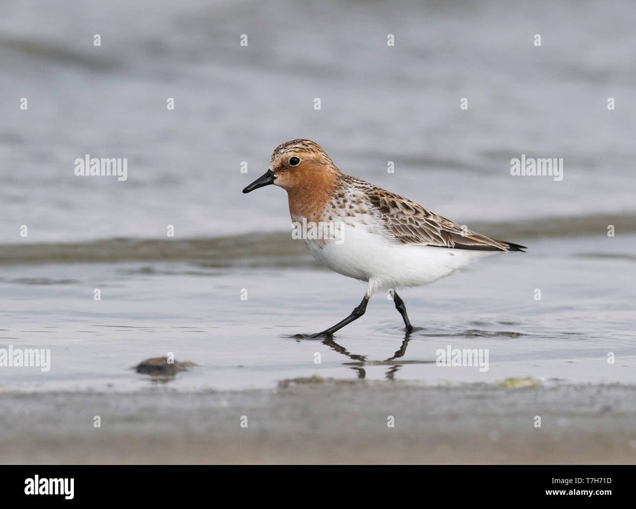 Side view of an adult Red-necked Stint (Calidris ruficollis) in summer ...