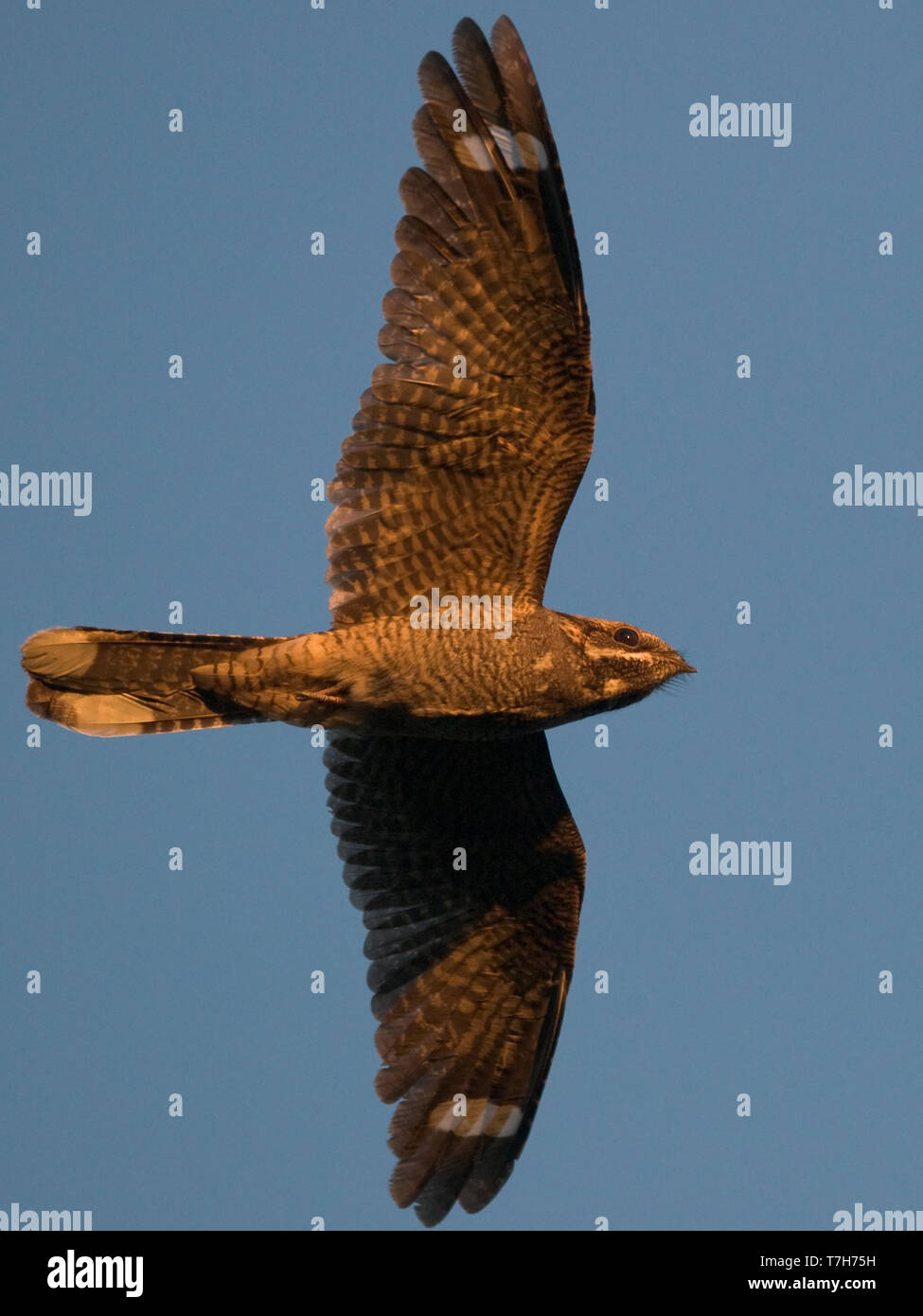 Male European Nightjar (Caprimulgus europaeus) in flight, photo below ...