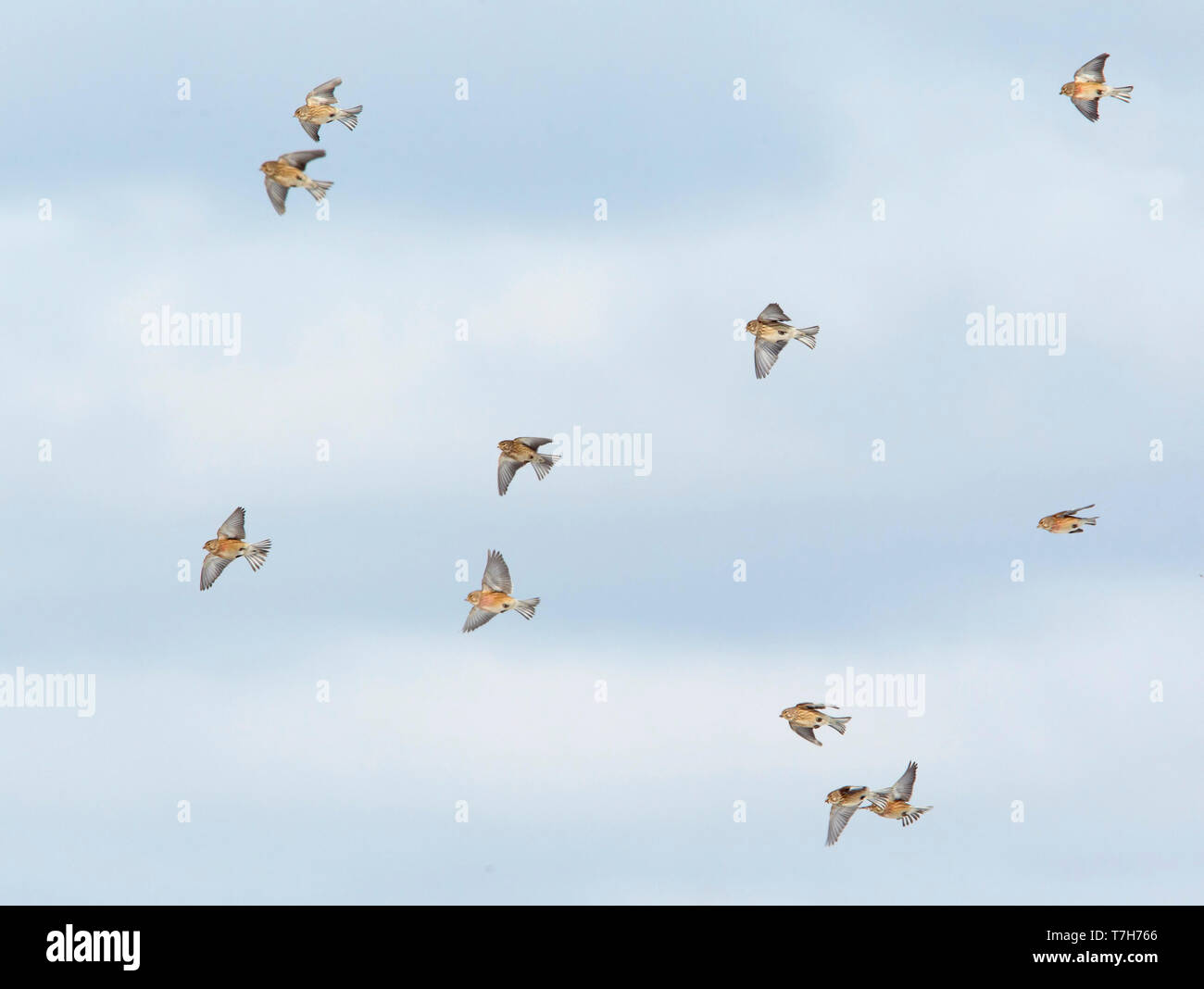 Linnets hi-res stock photography and images - Alamy