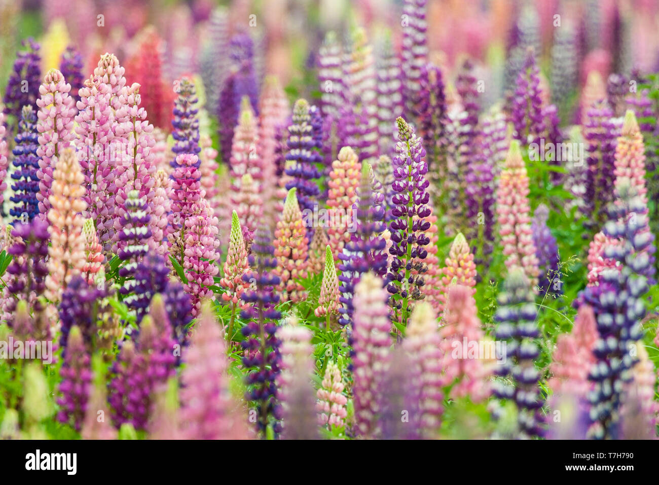 Field of flowering Lupin (Lupinus) at Lentevreugd in summer Stock Photo ...