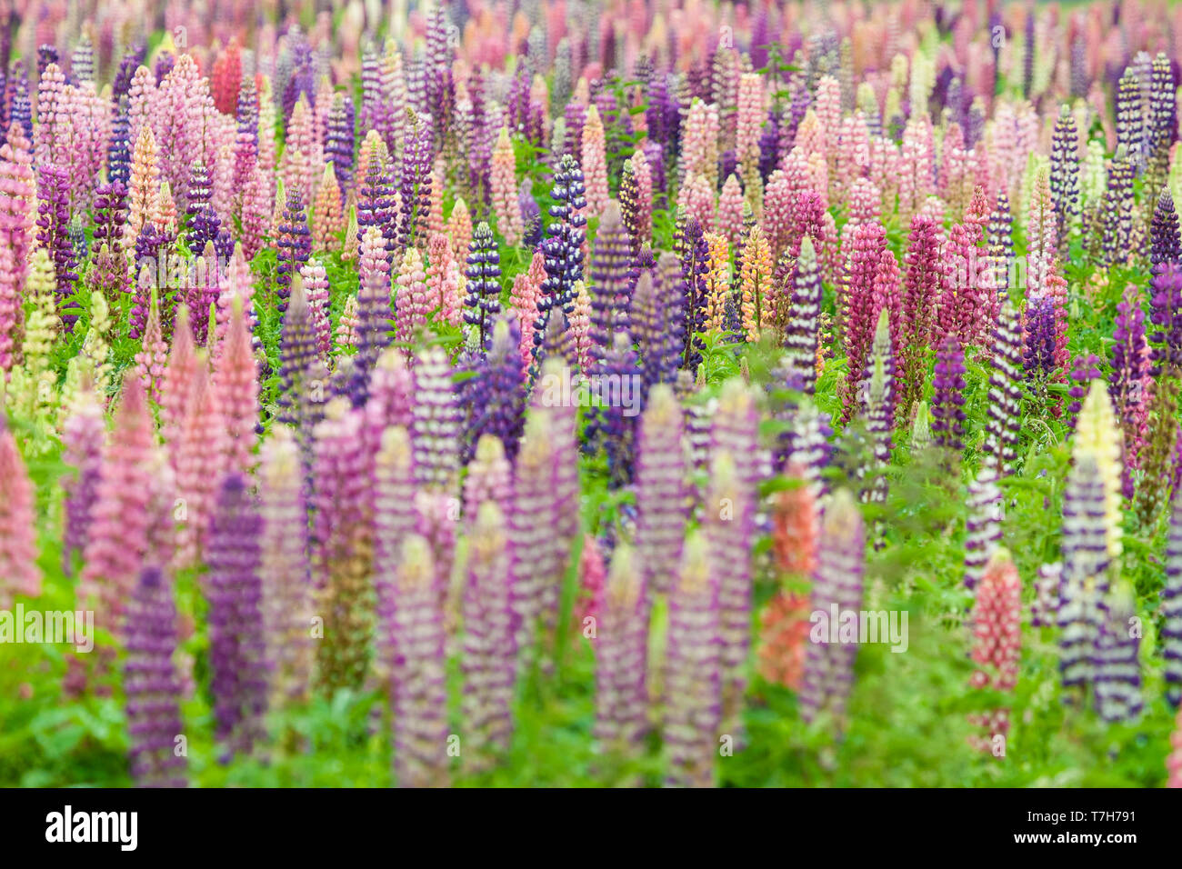 Field of flowering Lupin (Lupinus) at Lentevreugd in summer Stock Photo ...