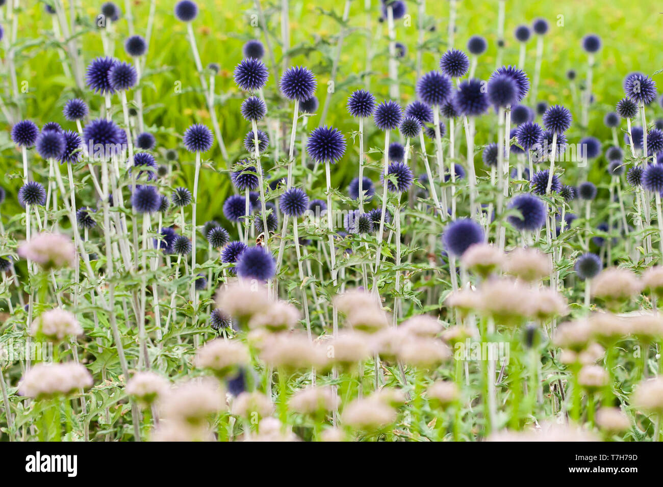 Globe Thistle (Echinops ritro Veitch Blue) at Vlinderhof in summer ...