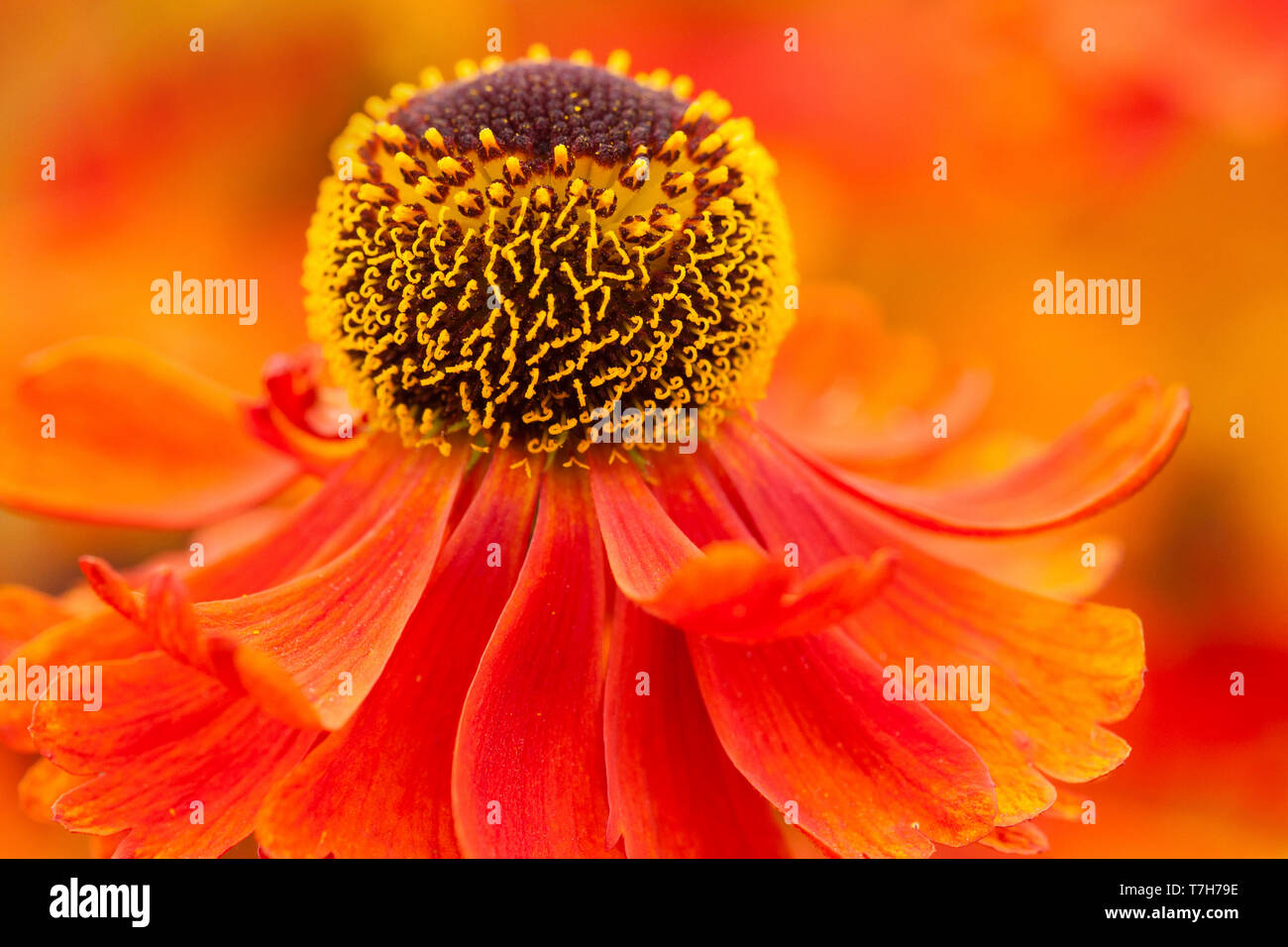 Helens flower hi-res stock photography and images - Alamy