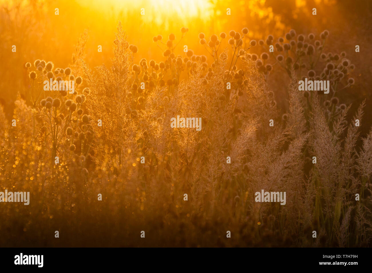 Backlit grasses and Globe Thistle (Echinops ritro Veitch Blue) at ...
