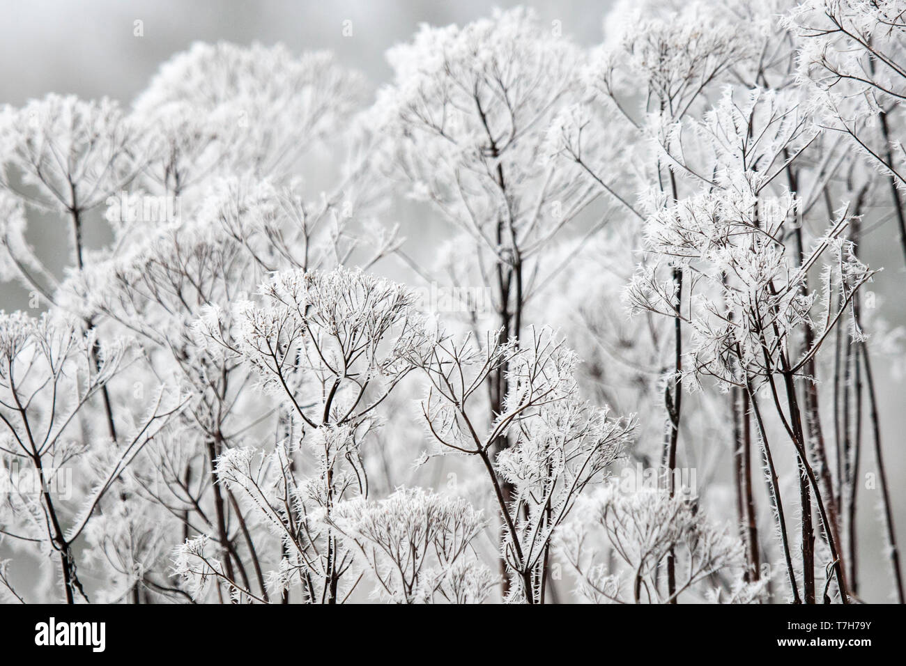 Plant covered in soft rime at Vlinderhof in winter Stock Photo - Alamy