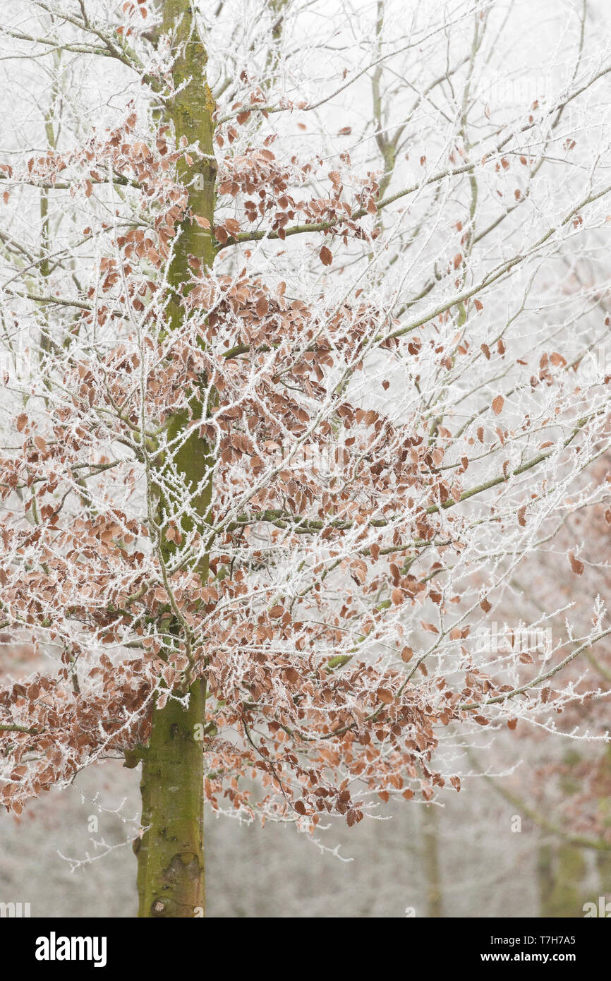 Beech (Fagus sylvatica) tree covered in soft rime Stock Photo - Alamy