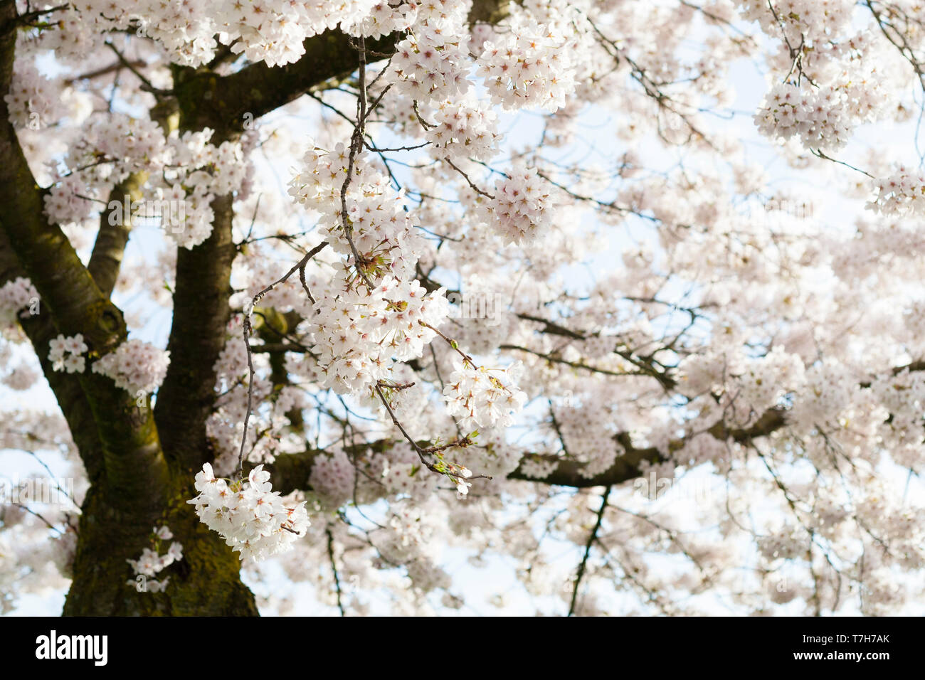 Caroline piek hi-res stock photography and images - Alamy