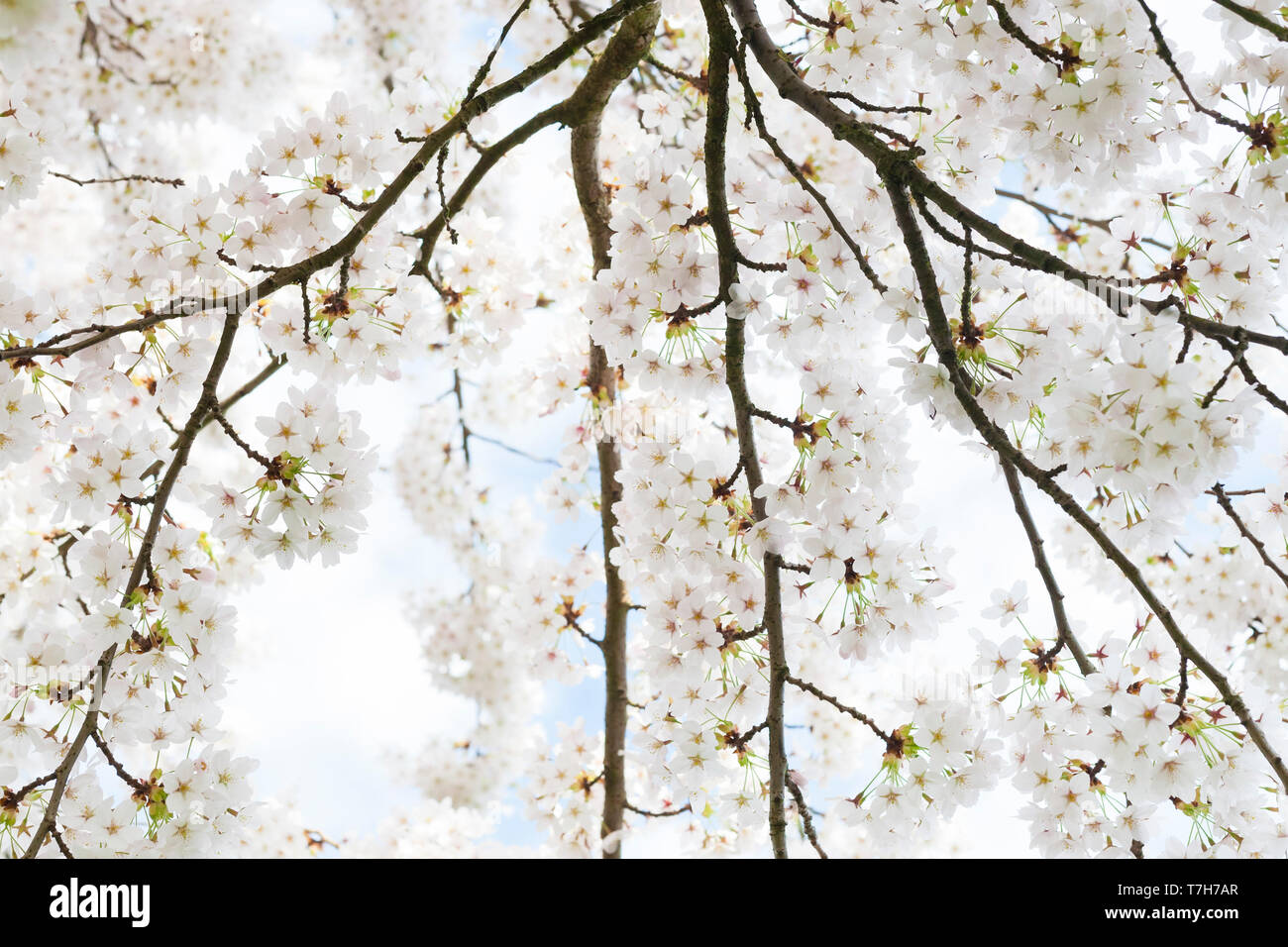 Branches of flowering Prunus tree in spring Stock Photo - Alamy