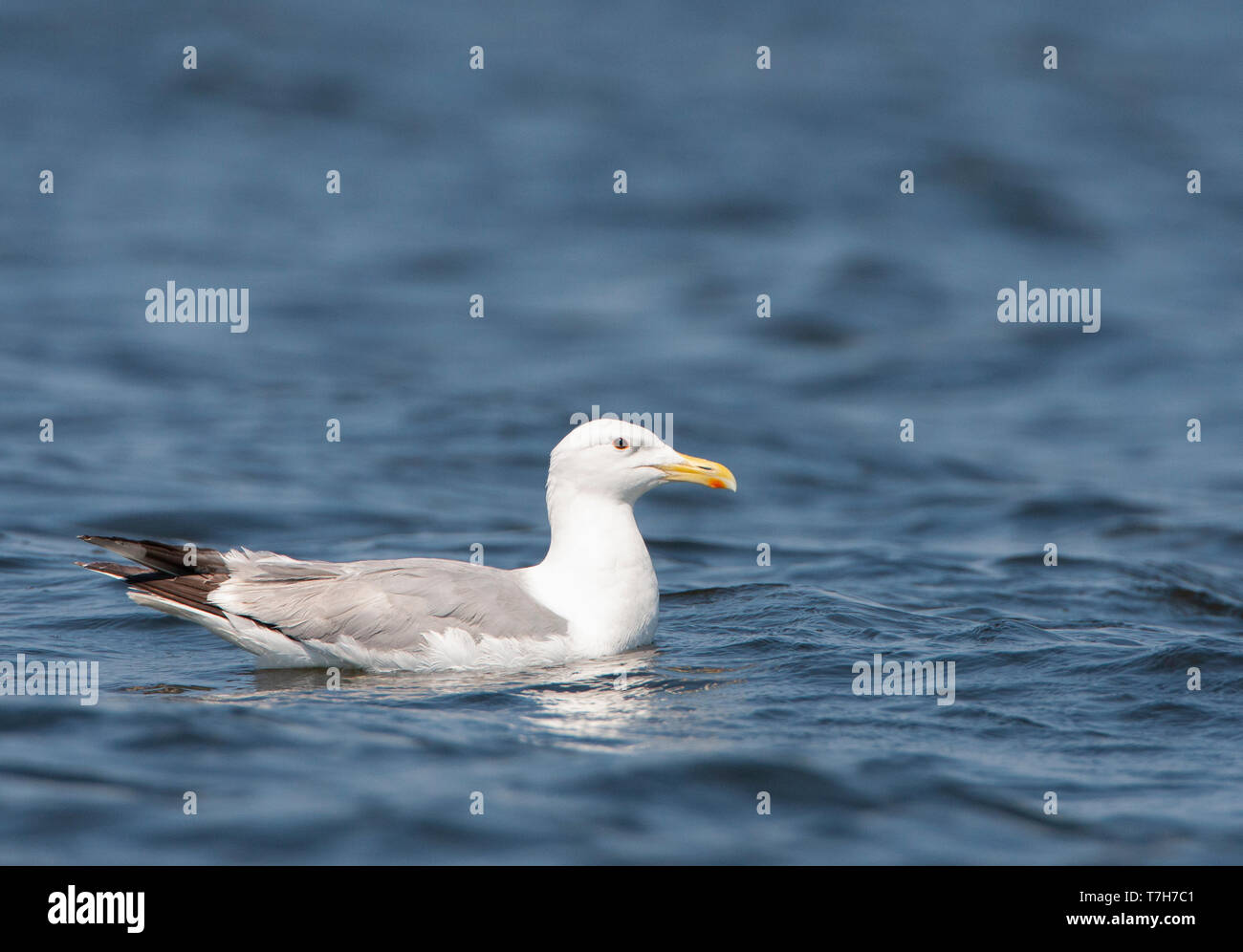 Adult Caspian Gull (Larus cachinnans in the Donau delta in Romania ...