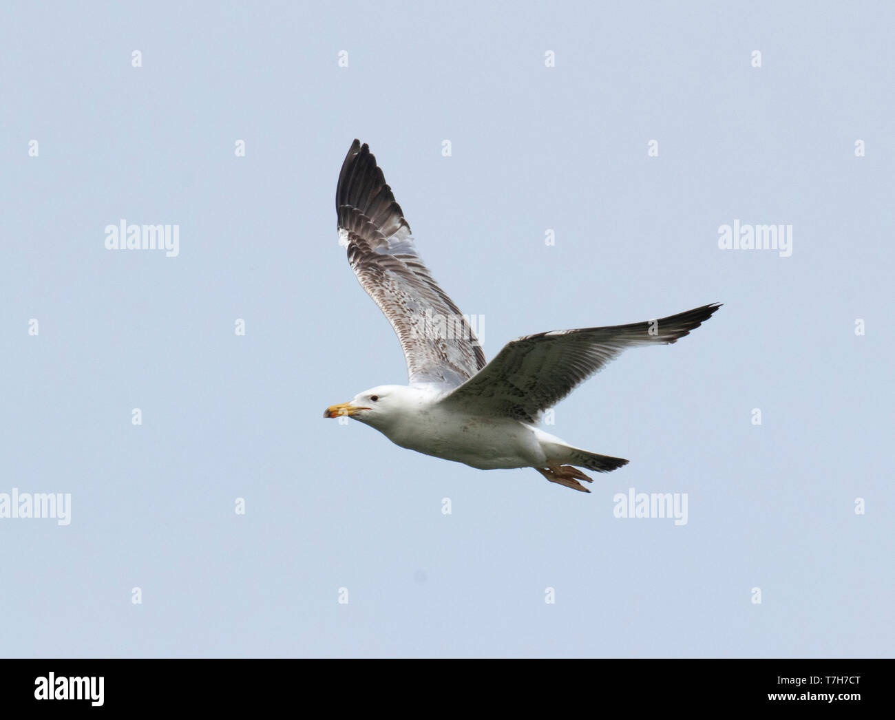 Second-summer Caspian Gull (Larus cachinnans) in flight in the ...