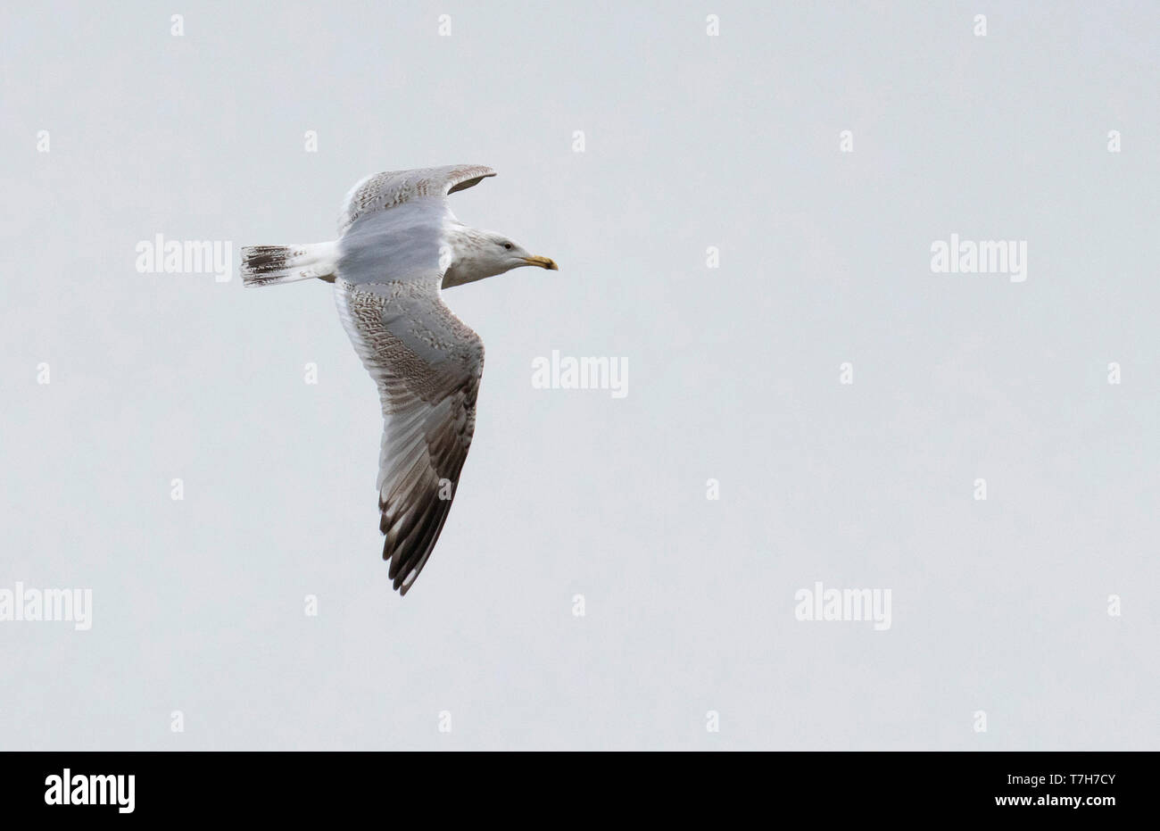 Third-winter Caspian Gull (Larus cachinnans) in flight in the ...