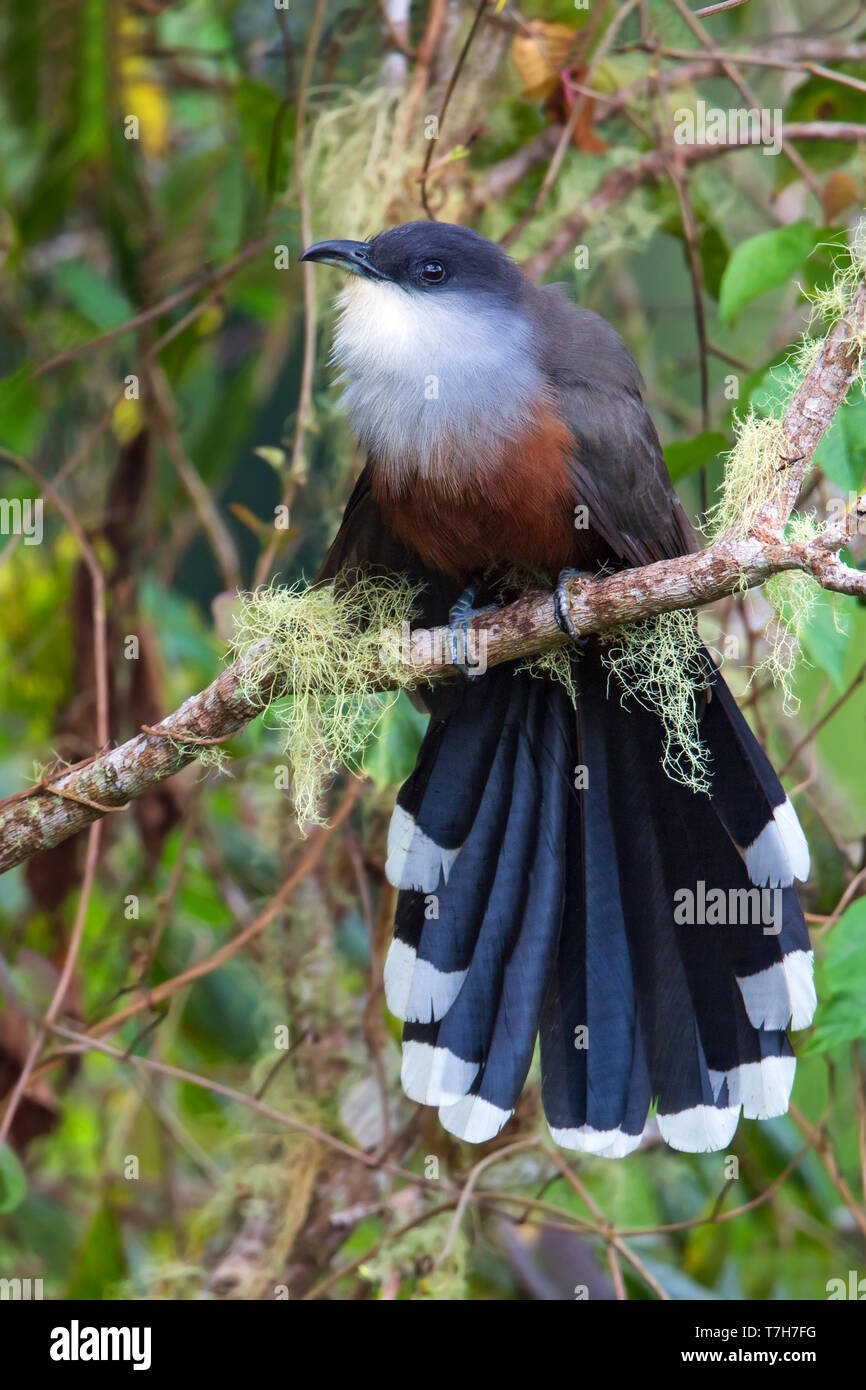 Chestnut-bellied Cuckoo (Coccyzus pluvialis) endemic to Jamaica ...
