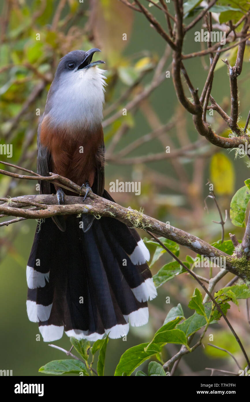 Chestnut-bellied Cuckoo (Coccyzus pluvialis) endemic to Jamaica ...