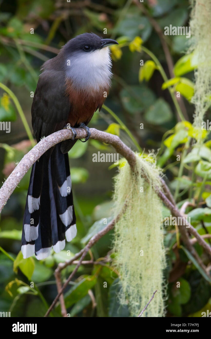 Chestnut bellied cuckoo jamaica hi-res stock photography and images - Alamy