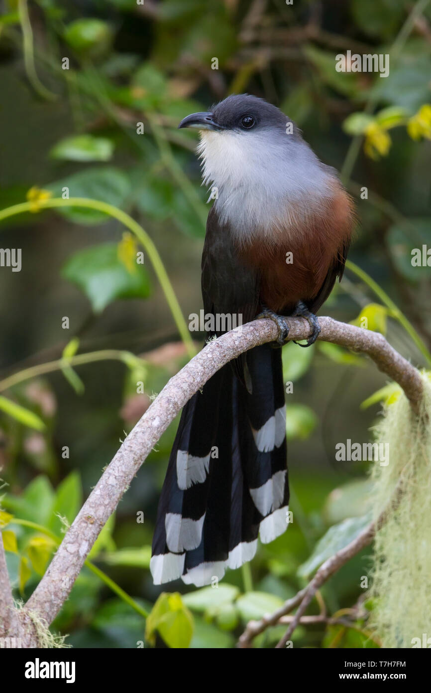 Chestnut bellied cuckoo jamaica hi-res stock photography and images - Alamy