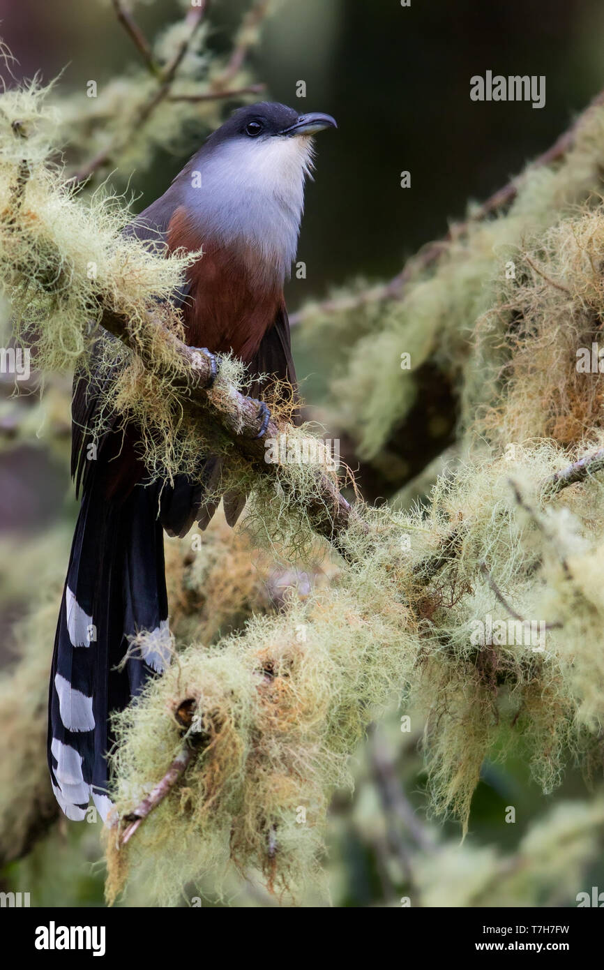 Chestnut bellied cuckoo jamaica hi-res stock photography and images - Alamy