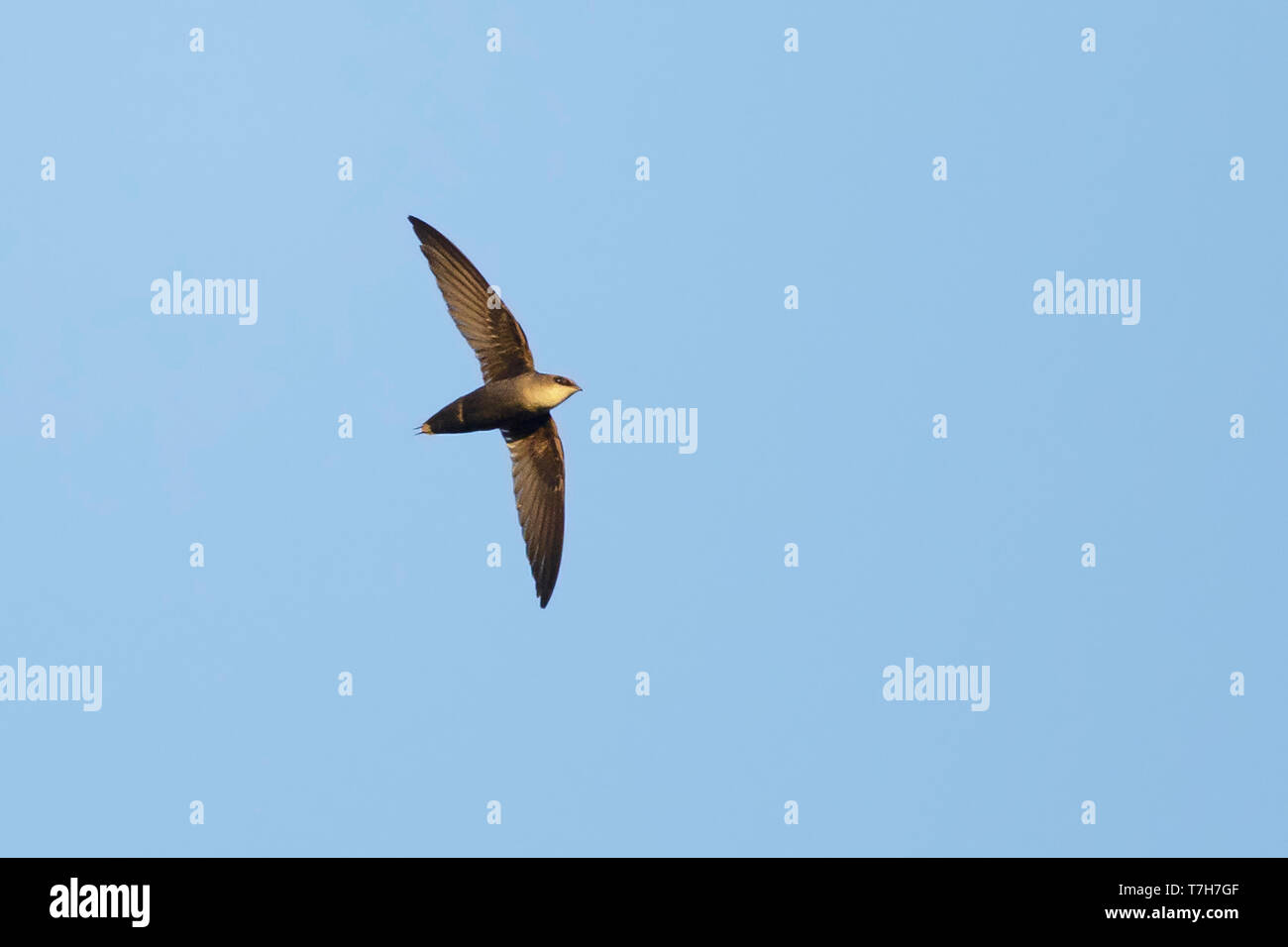 Chimney swift hi-res stock photography and images - Alamy