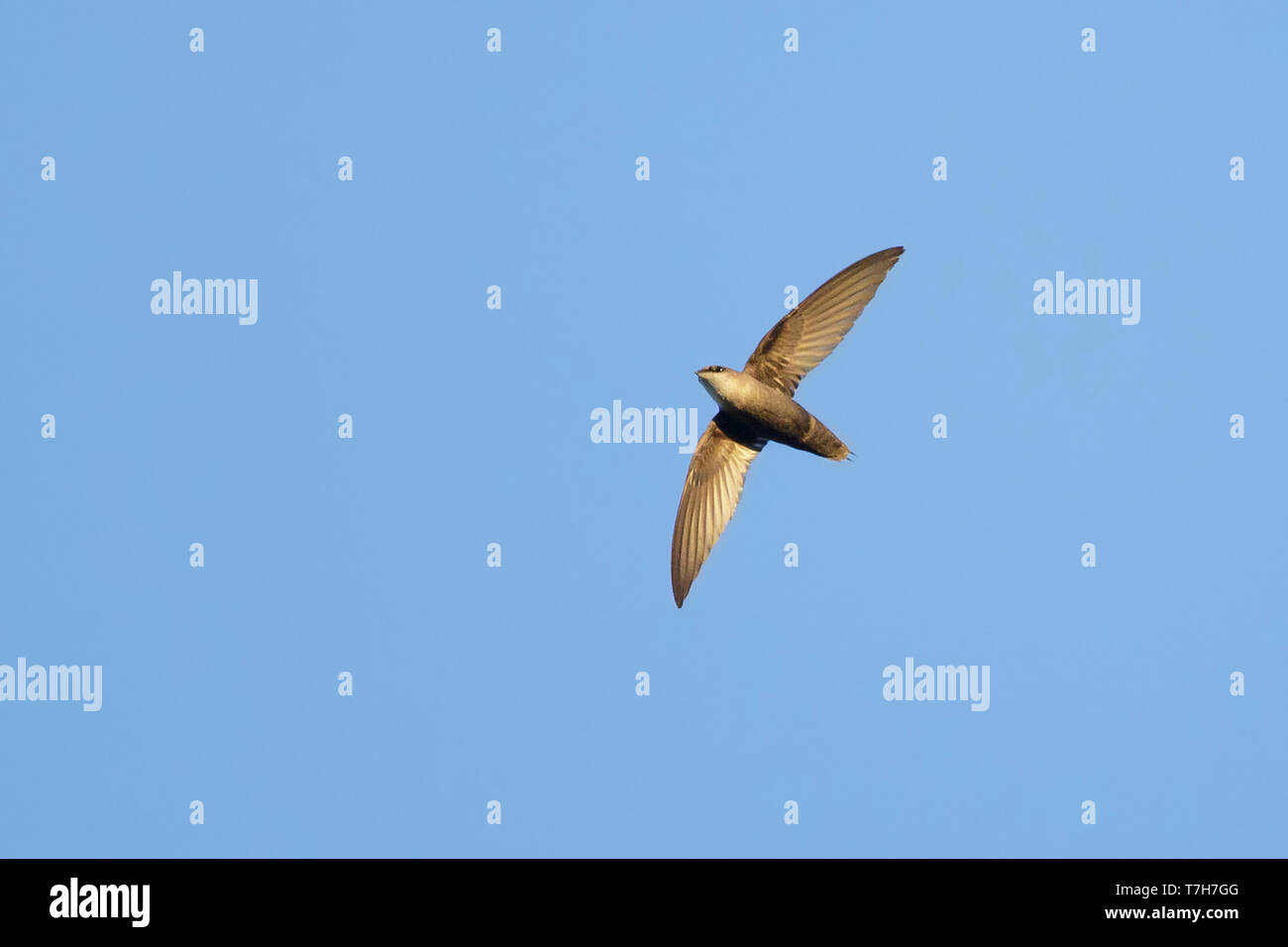 Species chimney swift hi-res stock photography and images - Alamy