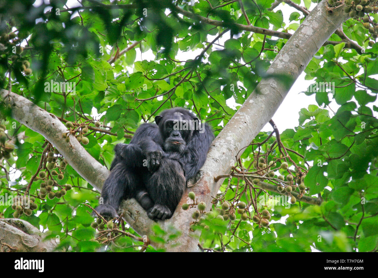 Wild Chimpanzee in Uganda Stock Photo - Alamy