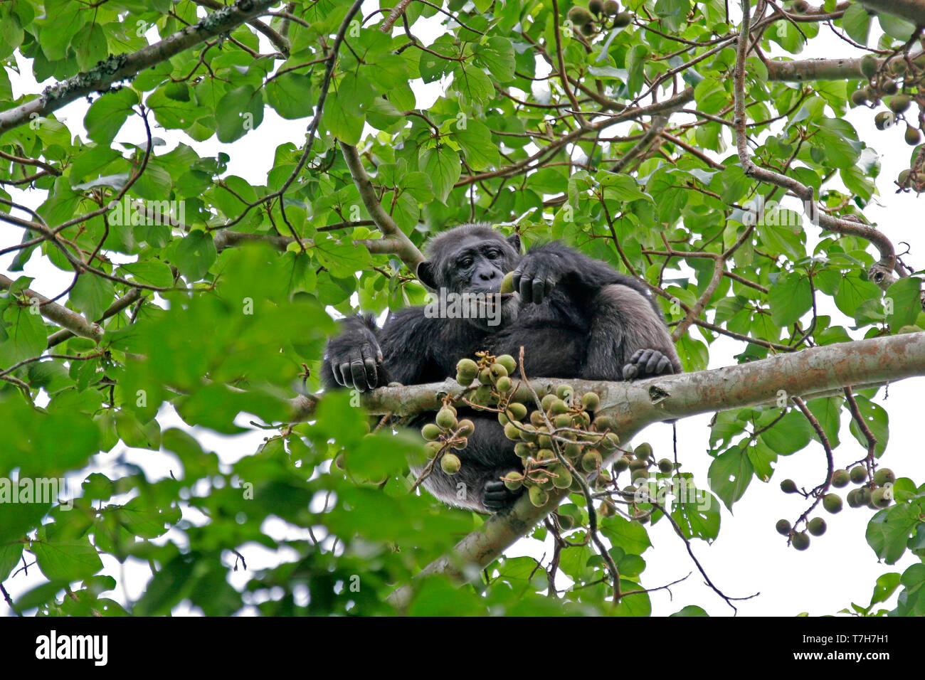 Chimpanzee in a tree in Uganda Stock Photo - Alamy