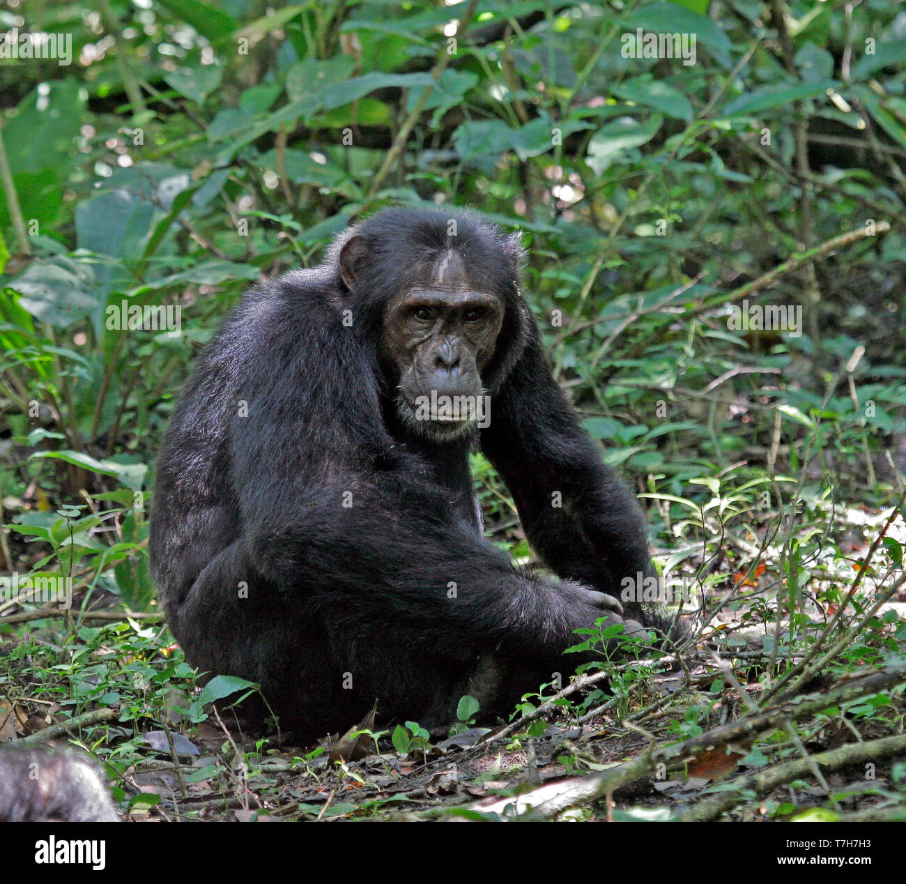 Human chimpanzee hi-res stock photography and images - Alamy