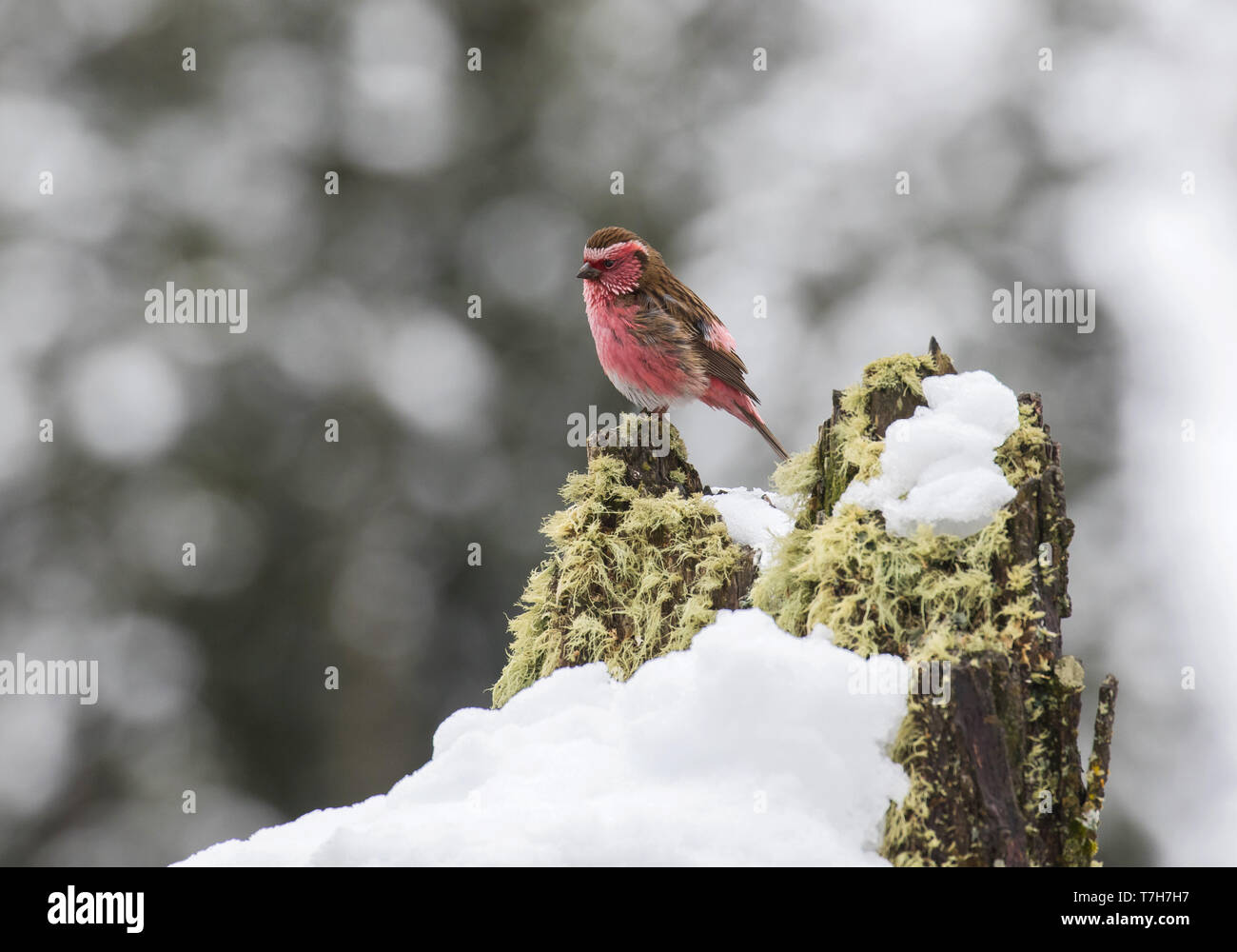 Chinese white-browed rosefinch (Carpodacus dubius Stock Photo - Alamy
