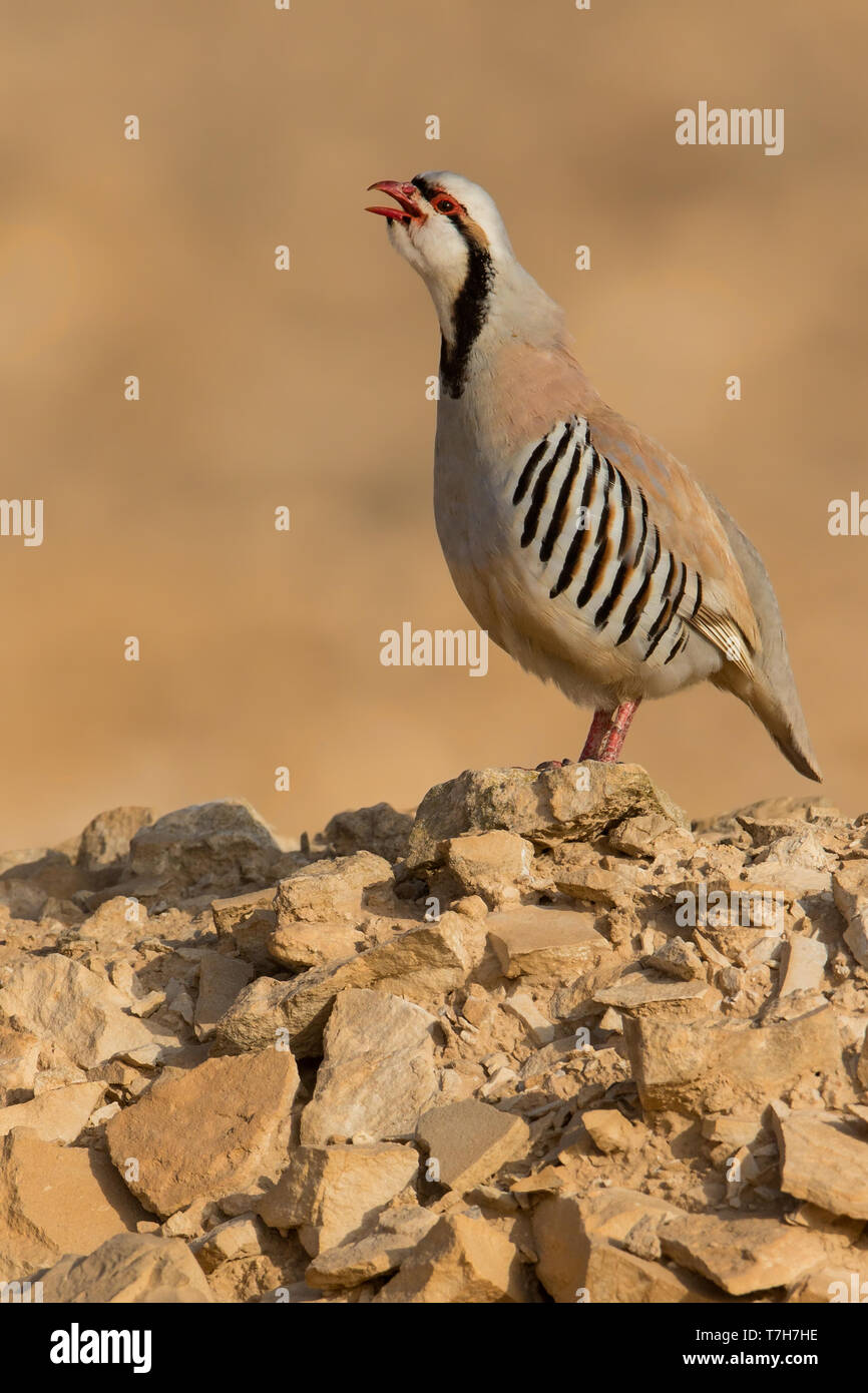 Male Chukar calling from rocks in southern Negev desert of Israel ...