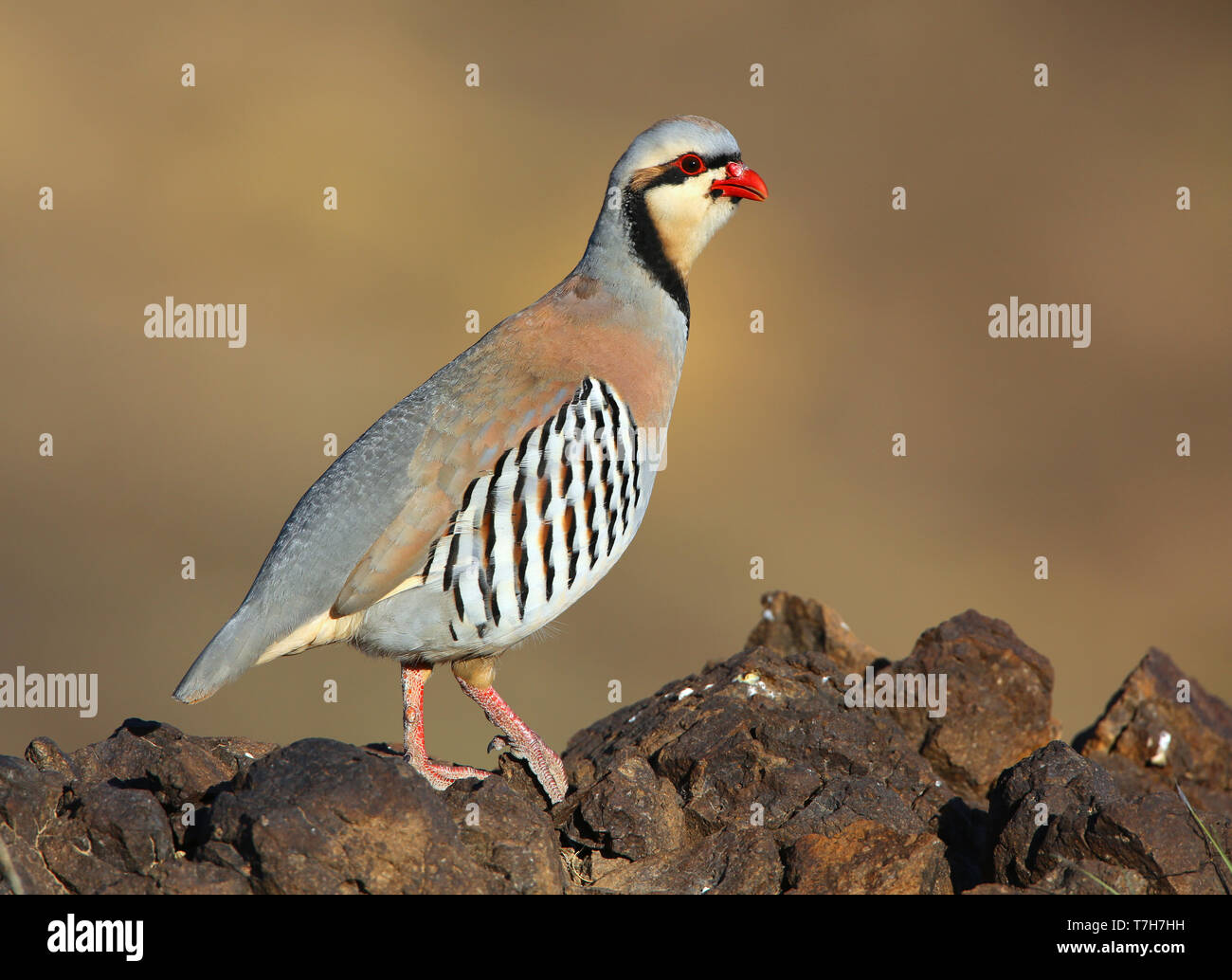 Chukar Partridge