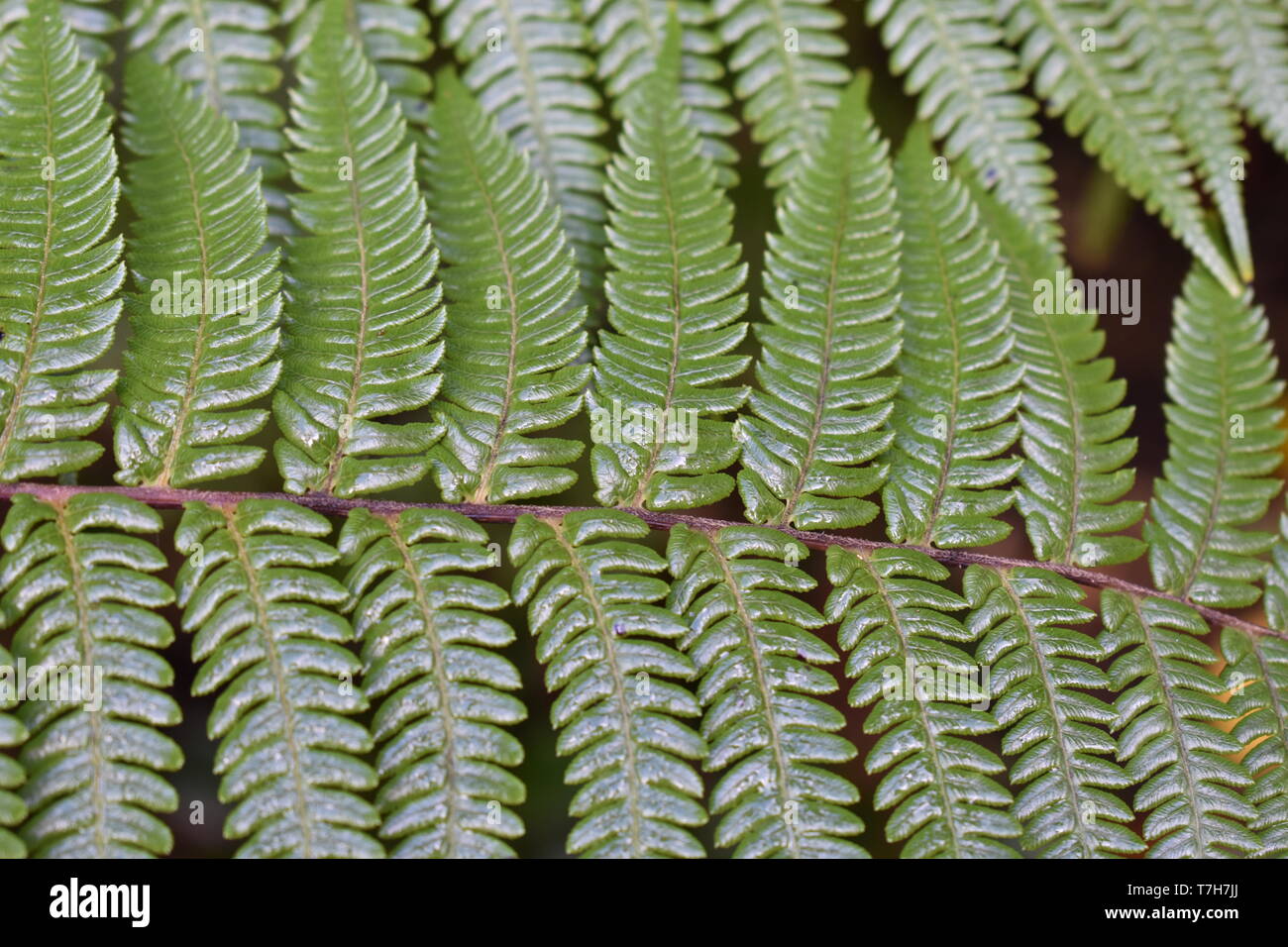 The surface of a tree fern leaf Stock Photo - Alamy