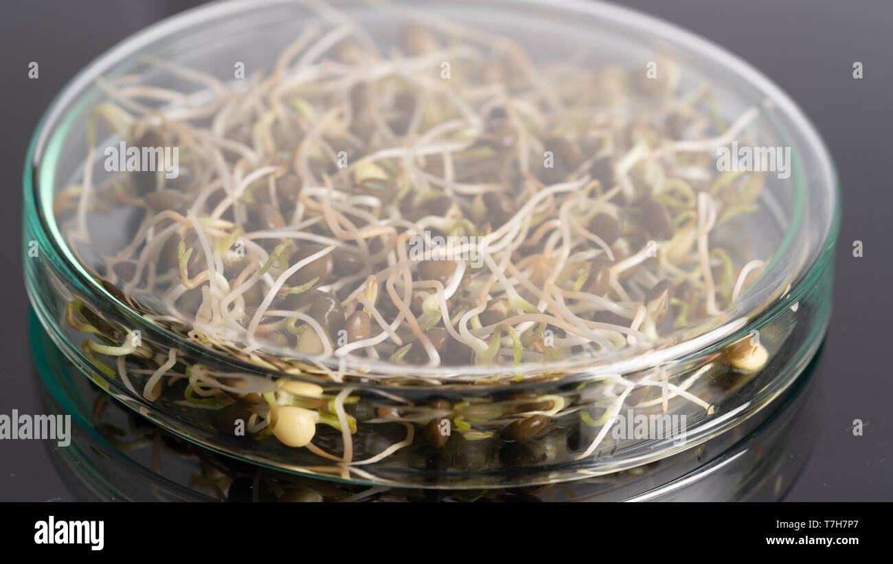 Microgreen sprouts quality control in Sanitary and epidemiological ...