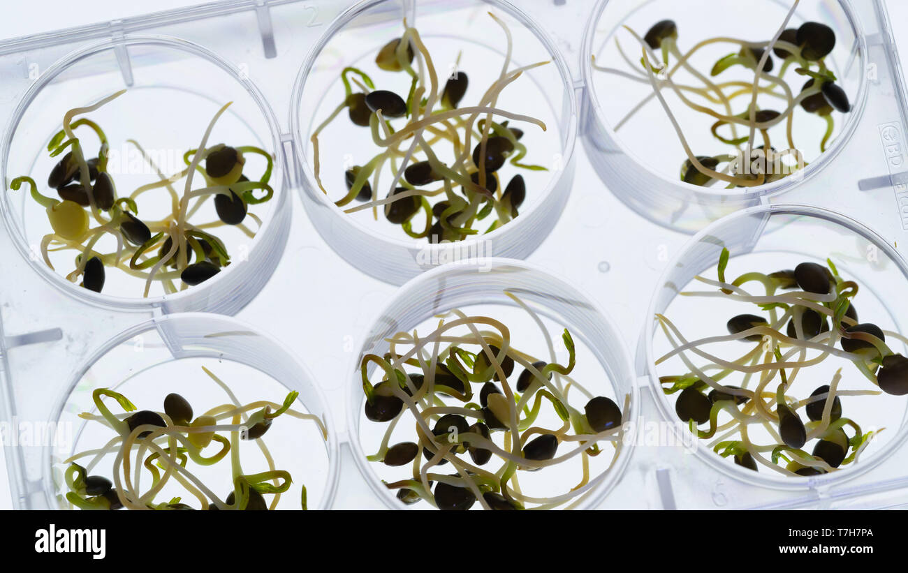 Microgreen sprouts quality control in Sanitary and epidemiological ...