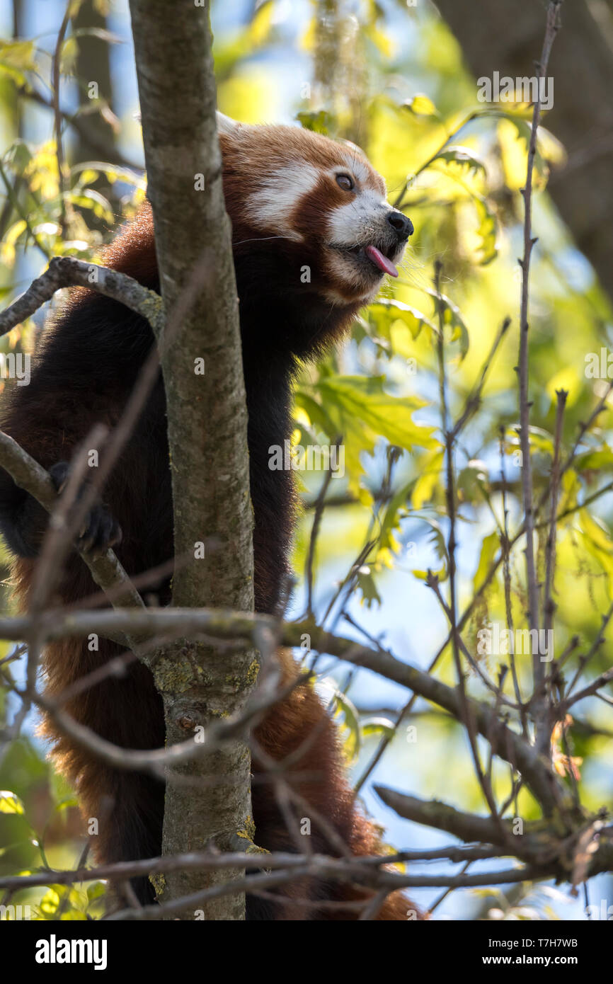 red panda on a tree while resting Stock Photo - Alamy