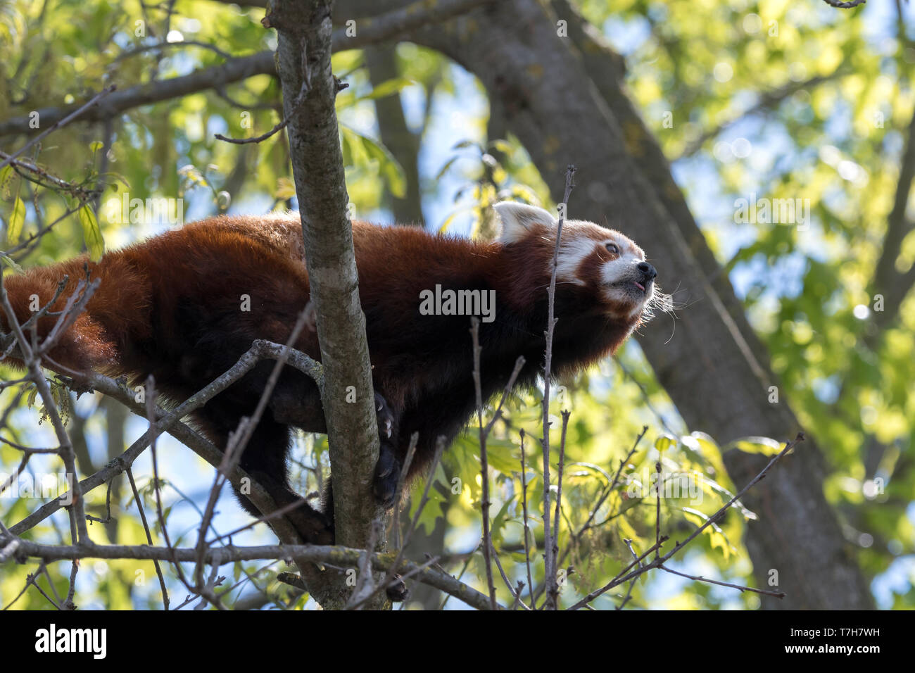 red panda on a tree while resting Stock Photo - Alamy