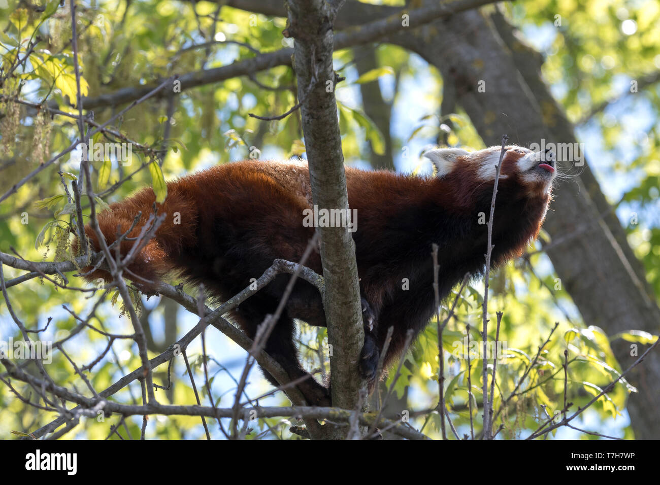 red panda on a tree while resting Stock Photo - Alamy