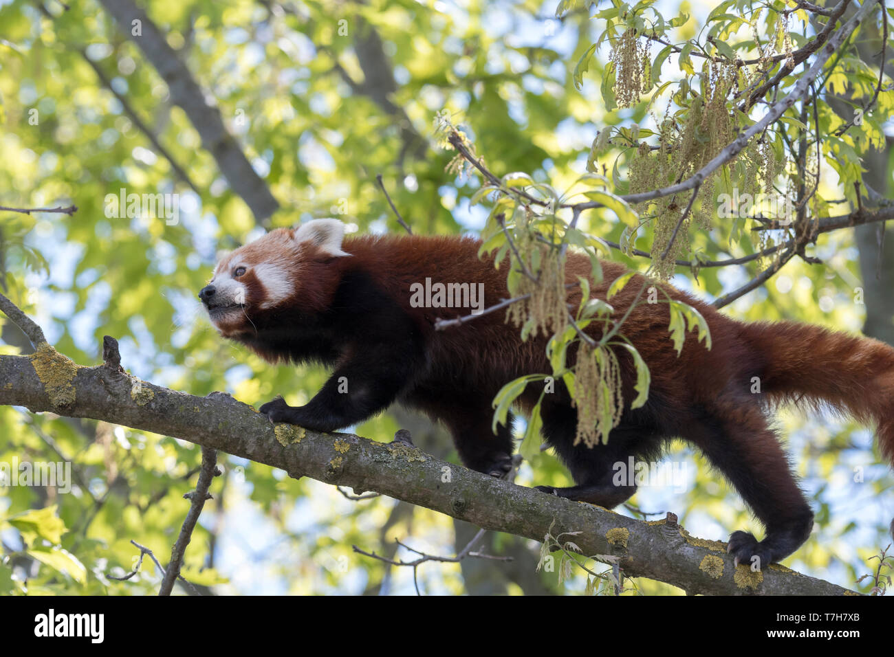red panda on a tree while resting Stock Photo - Alamy
