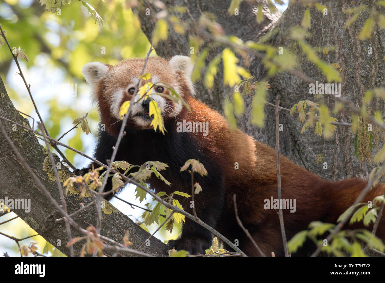 red panda on a tree while resting Stock Photo - Alamy