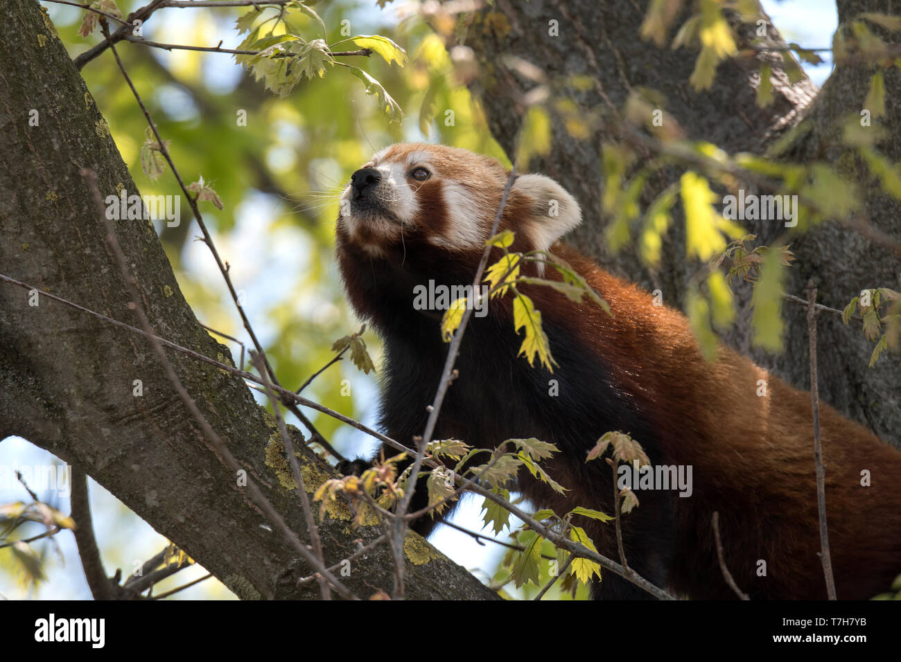 red panda on a tree while resting Stock Photo - Alamy