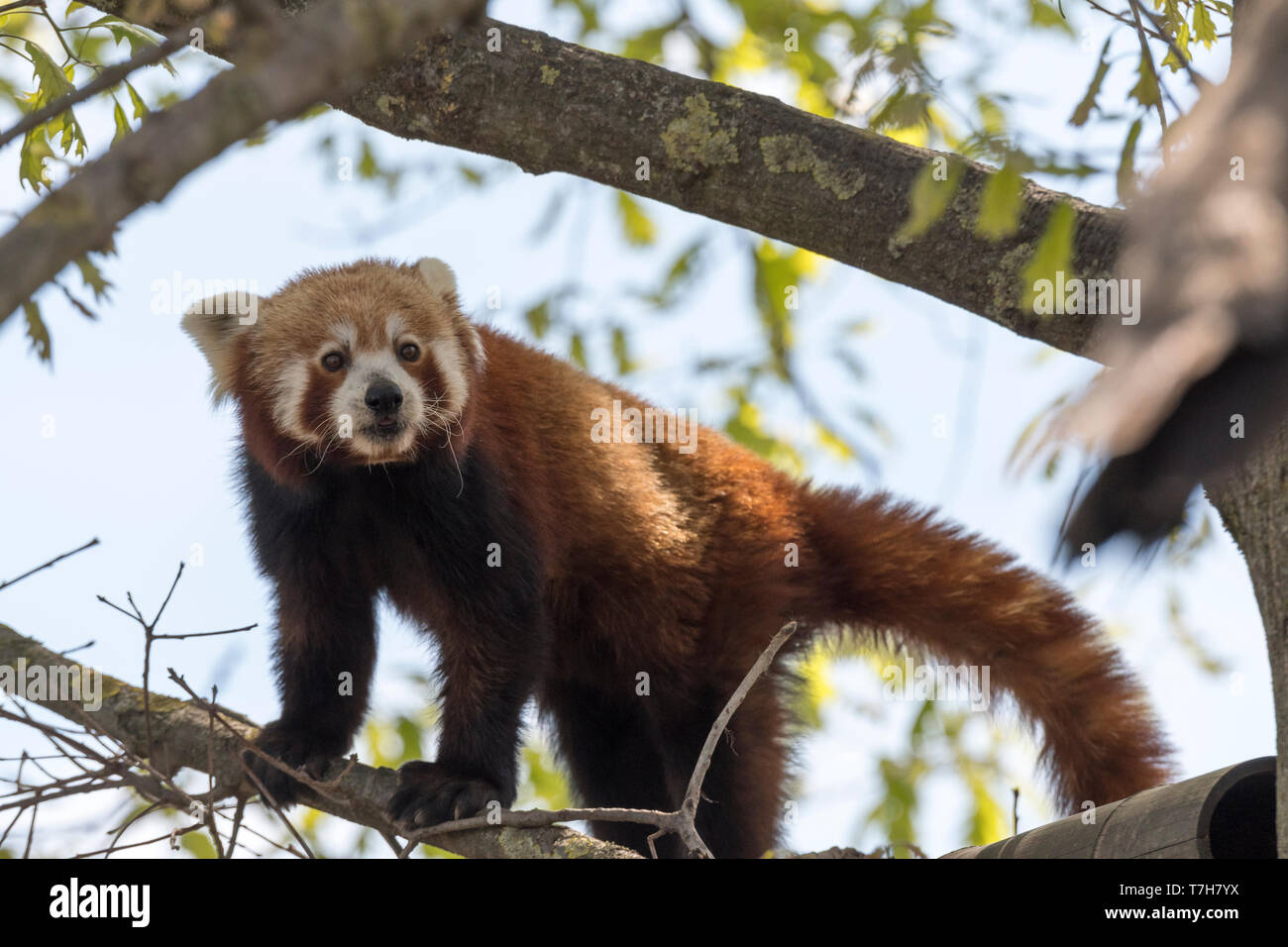 red panda on a tree while resting Stock Photo - Alamy