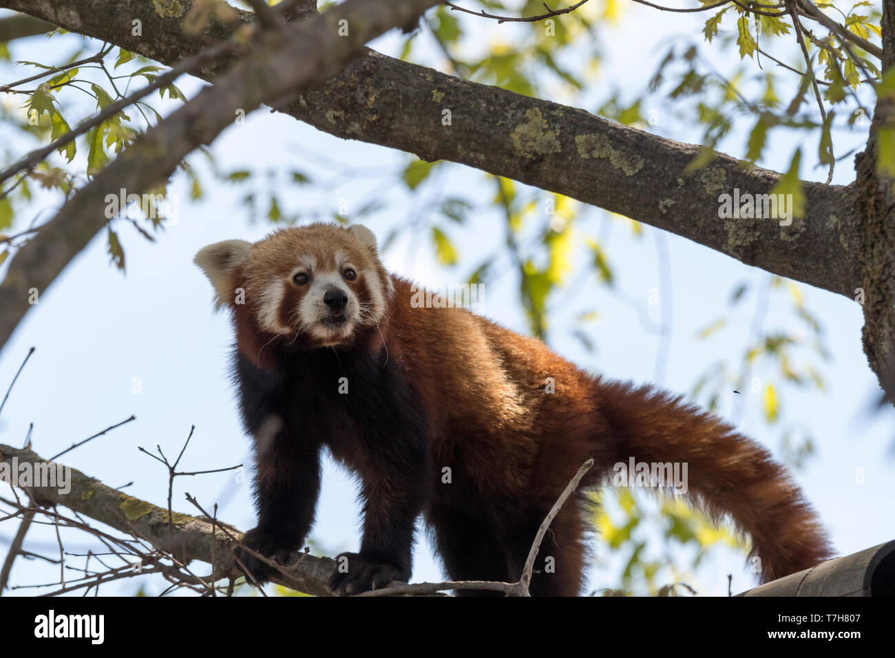 red panda on a tree while resting Stock Photo - Alamy