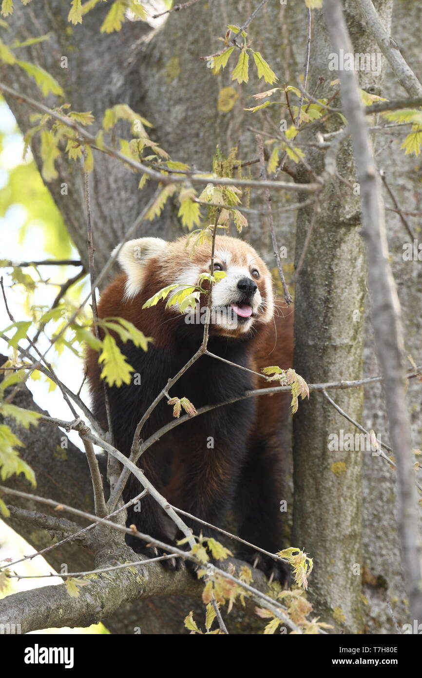 red panda on a tree while resting Stock Photo - Alamy