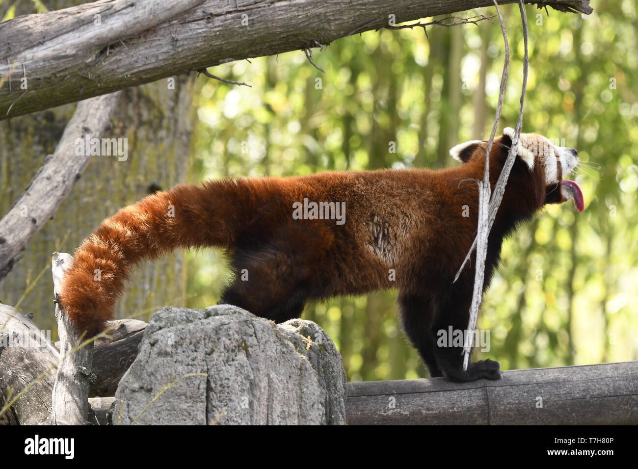 red panda on a tree while resting Stock Photo - Alamy